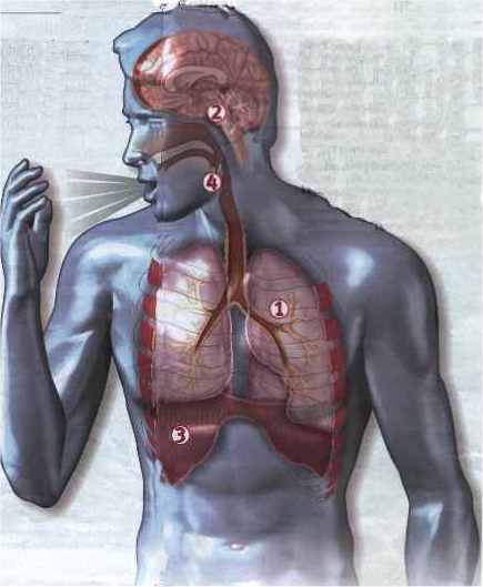 Husten ist nicht harmlos